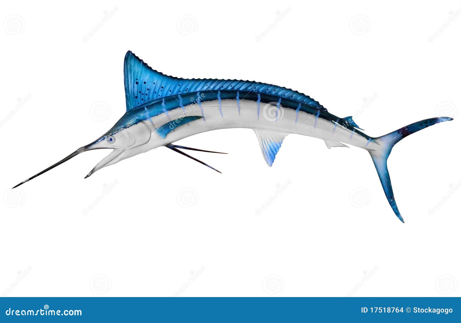 Swordfish Isolated with Clipping Path Stock Photo - Image of blue ...