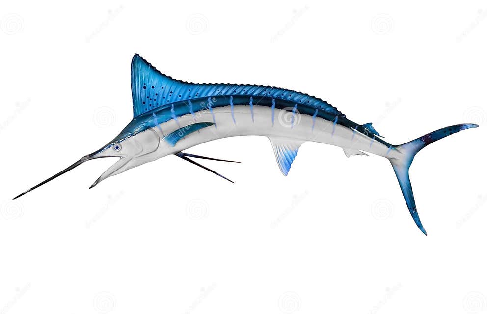 Swordfish Isolated with Clipping Path Stock Photo - Image of blue ...