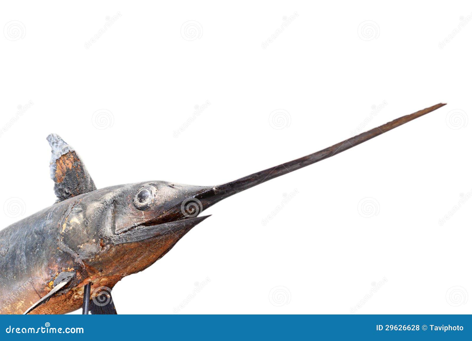 Xiphiidae Stock Photos - Free & Royalty-Free Stock Photos from Dreamstime