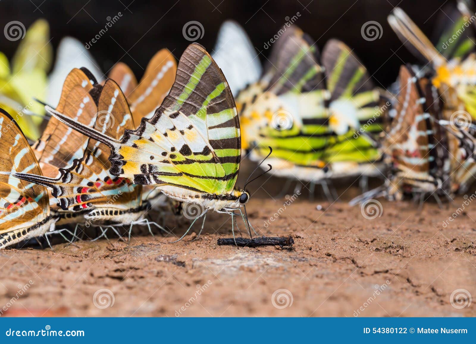 Swordtail butterflies stock photo. Image of invertebrate - 54380122