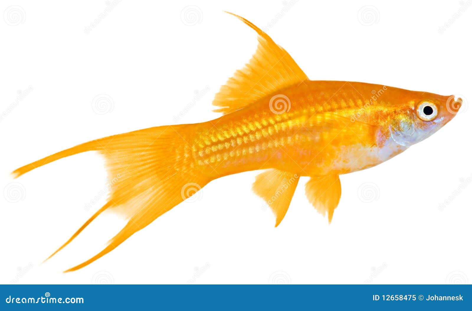Yellow Swordtail Guppies