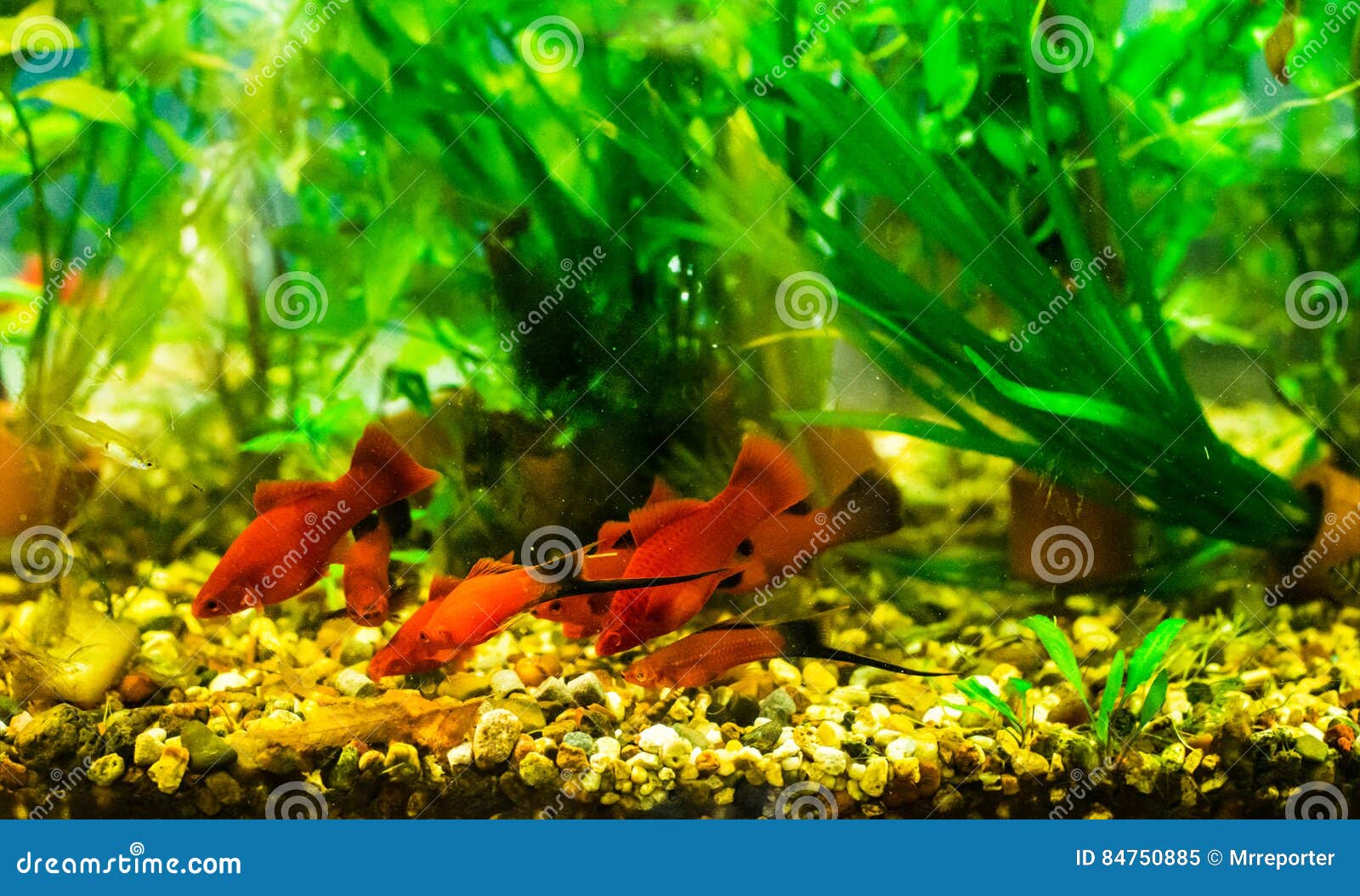 The Swordtail stock image. Image of pack, school, tropical - 84750885