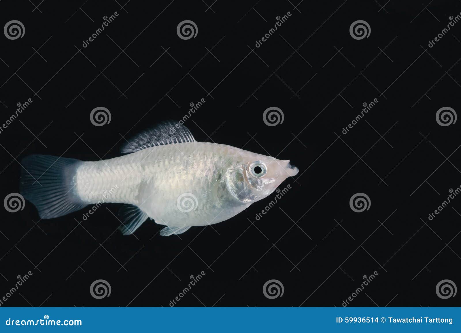 Swordtail White Color Females in the Dark Stock Photo - Image of male ...
