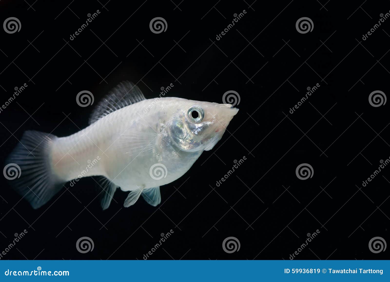 Swordtail White Color Females in the Dark Stock Image - Image of fish ...