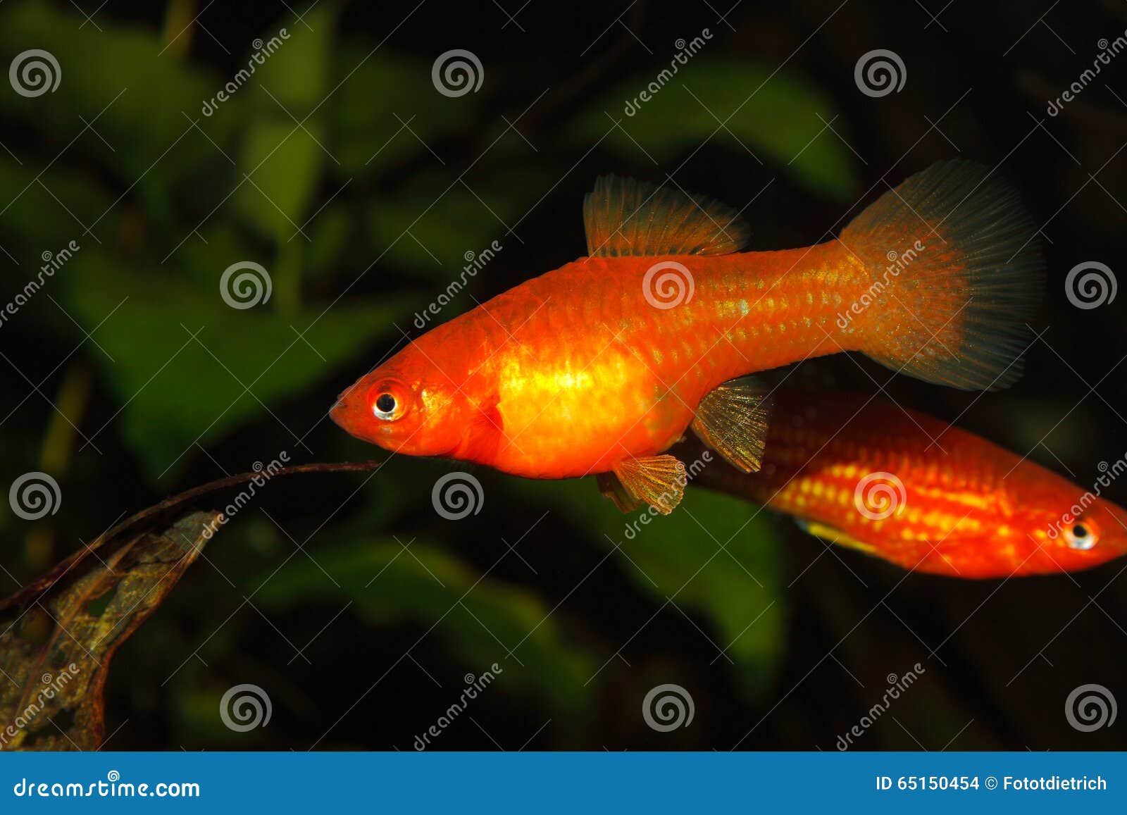 Koi Swordtail Xiphophorus Helleri Male Aquarium Fish On White Royalty ...