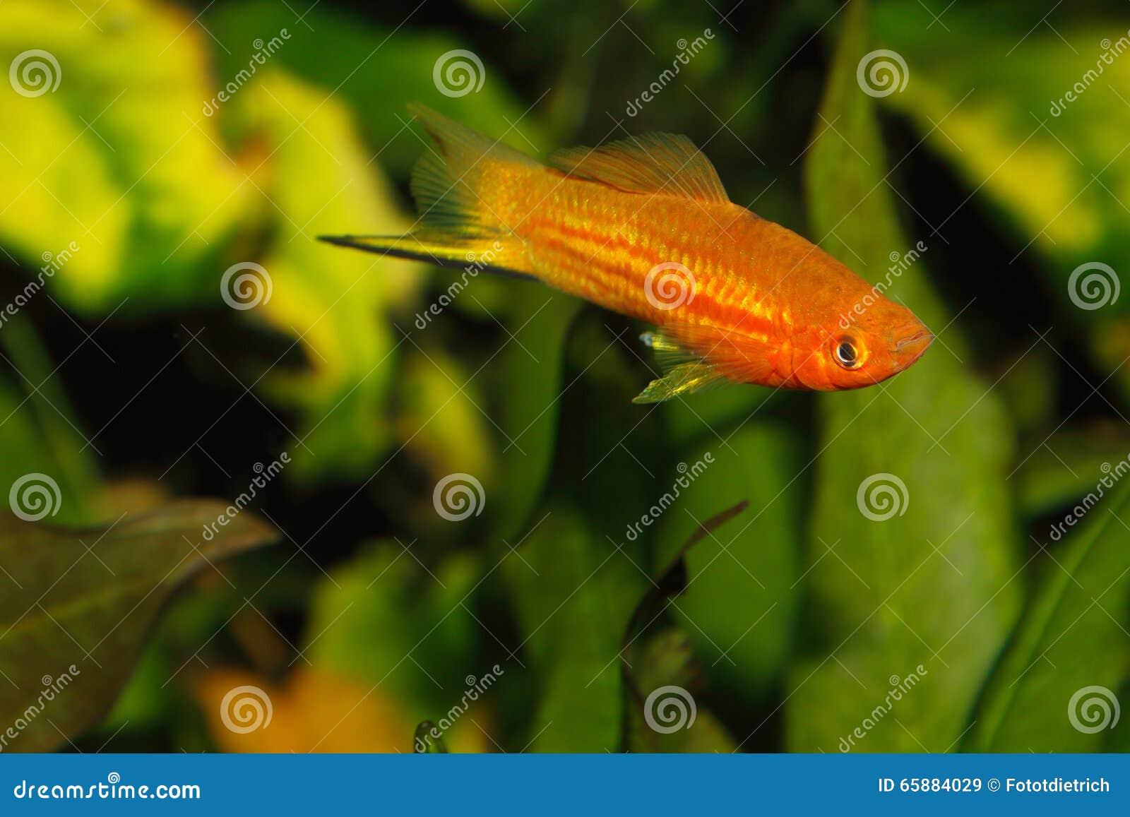 Koi Swordtail Xiphophorus Helleri Male Aquarium Fish On White Royalty ...