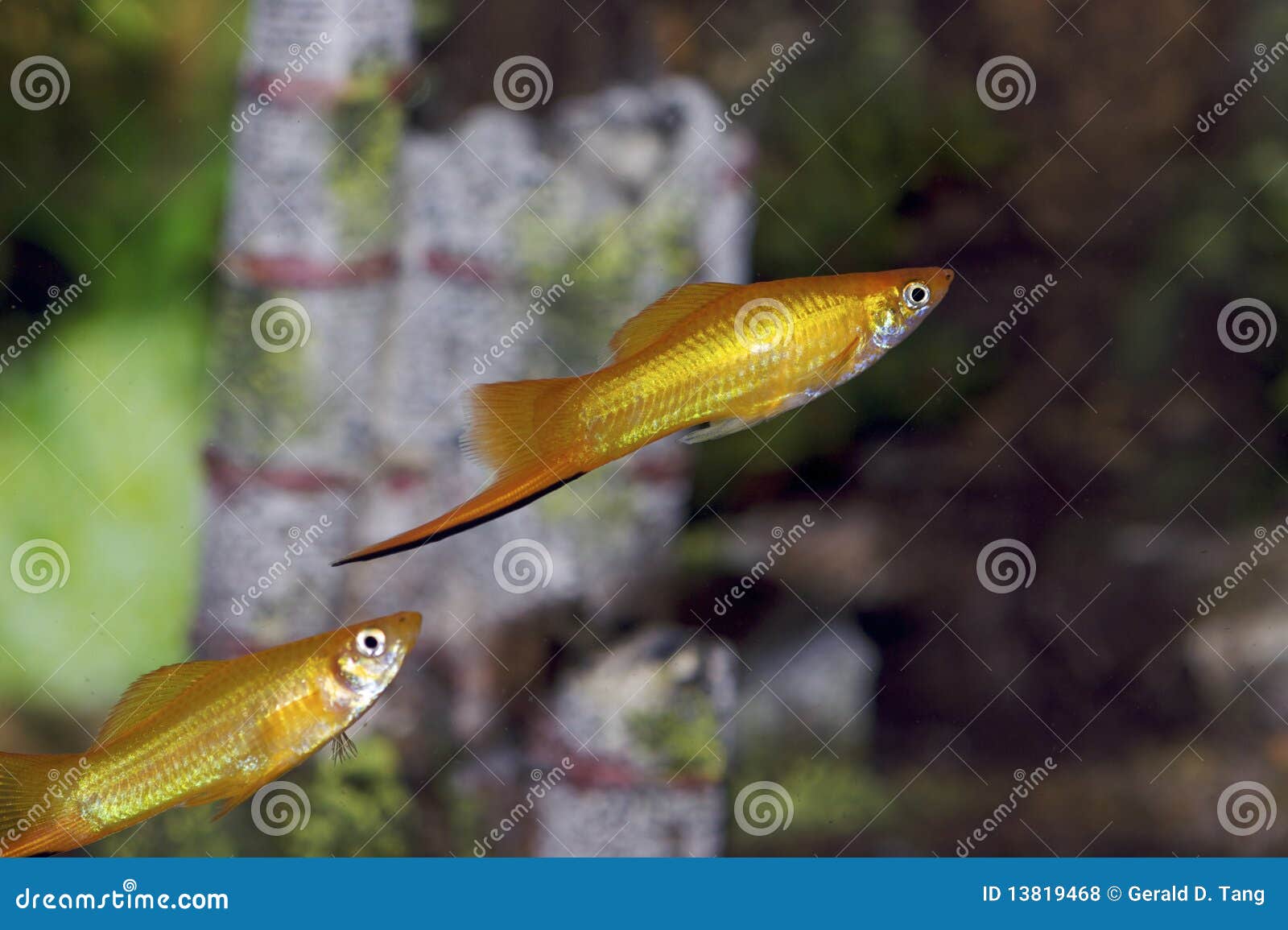 Swordtails 703926 stock photo. Image of swordfish, livebearers - 13819468