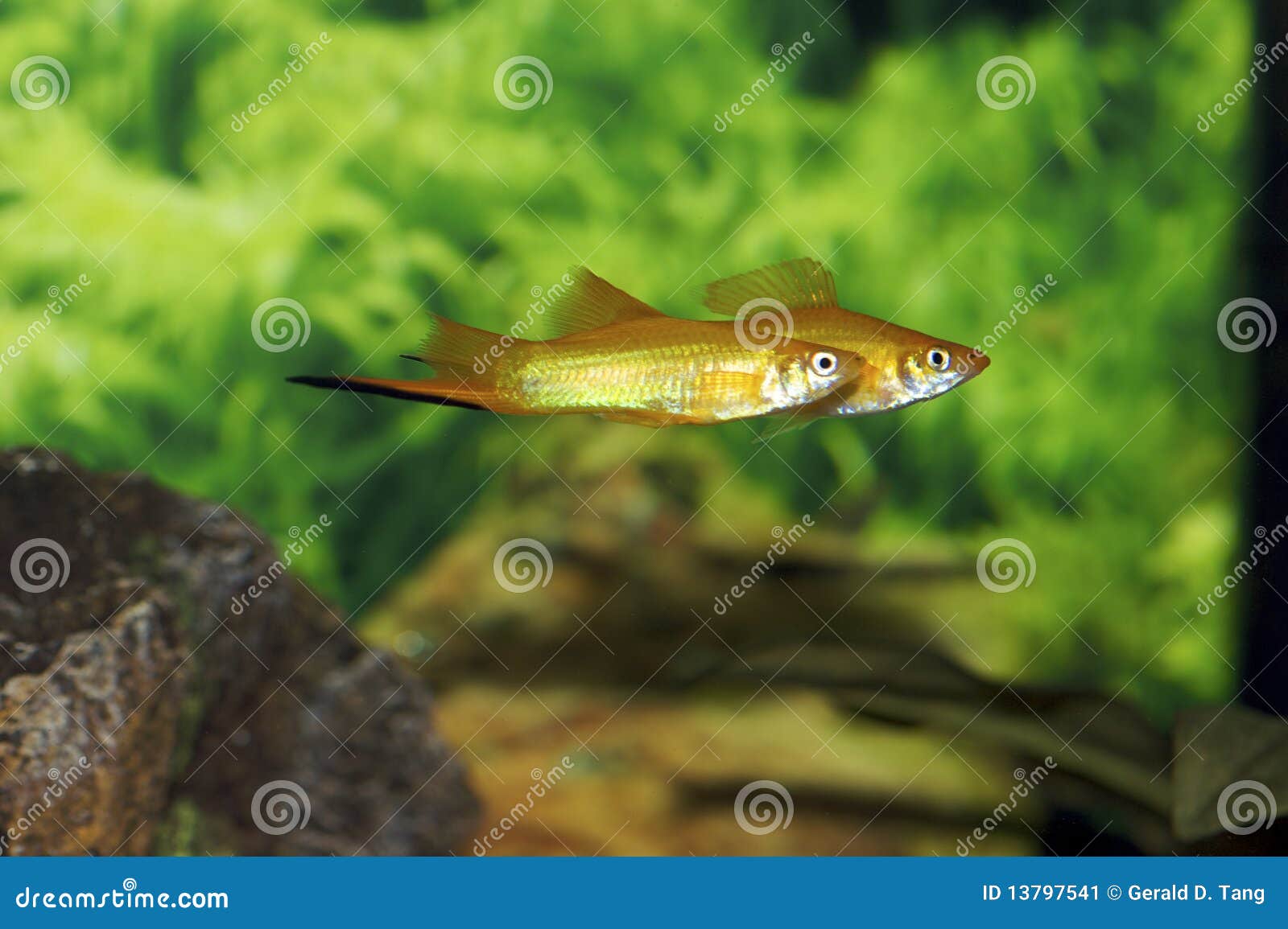 Swordtails 703927 stock image. Image of xiphophorus, pets - 13797541