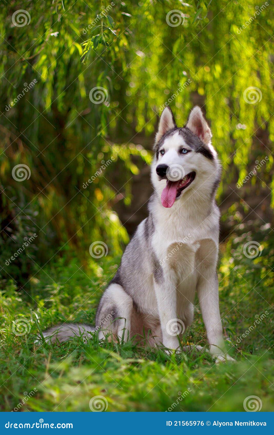 Syberian husky stock photo. Image of green, husky, willow - 21565976