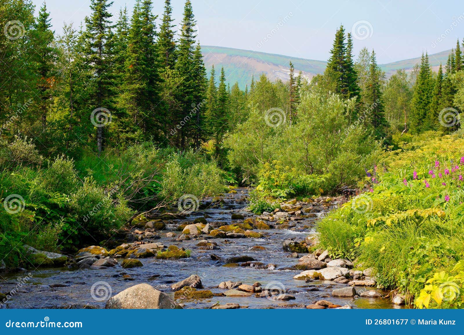 Syberyjska Tajga. Fotografia Royalty Free - Obraz: 26801677