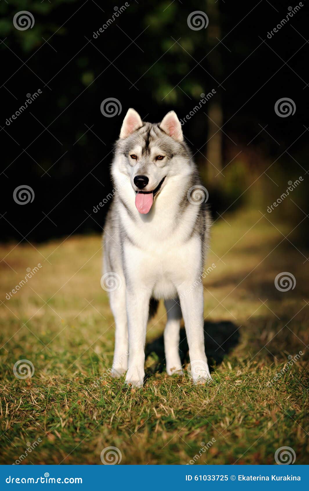 Syberyjski husky w parku obraz stock. Obraz złożonej z jesienny - 61033725