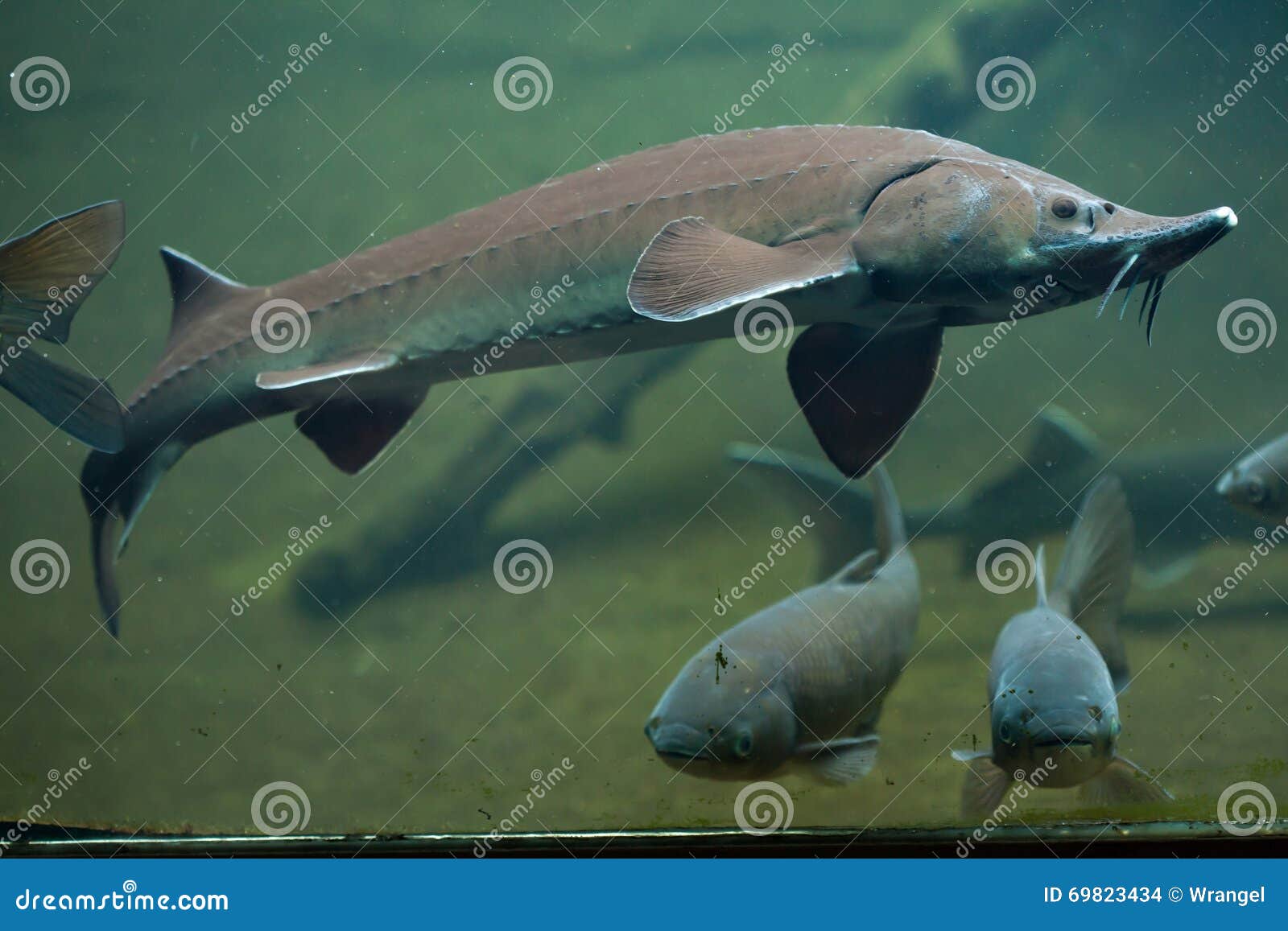 Syberyjski Jesiotr (Acipenser Baerii) Zdjęcie Stock - Obraz złożonej z ...