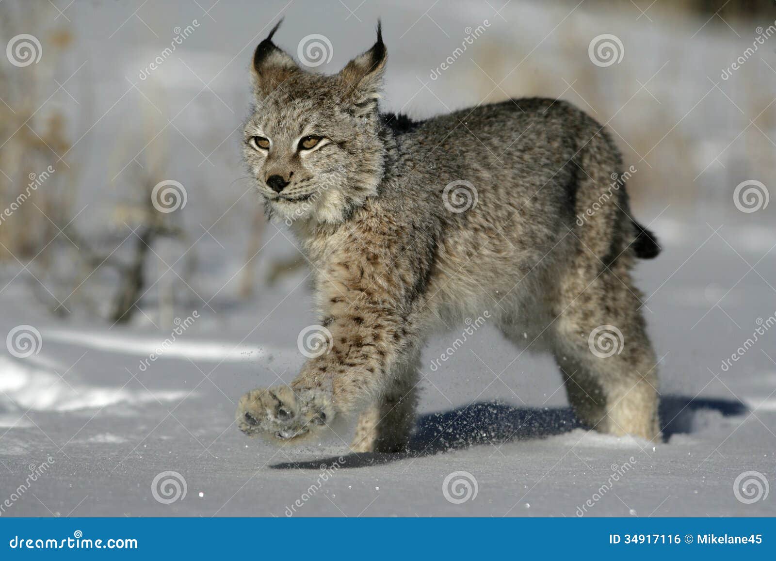 Syberyjski ryś, rysia ryś zdjęcie stock. Obraz złożonej z drapieżnik ...