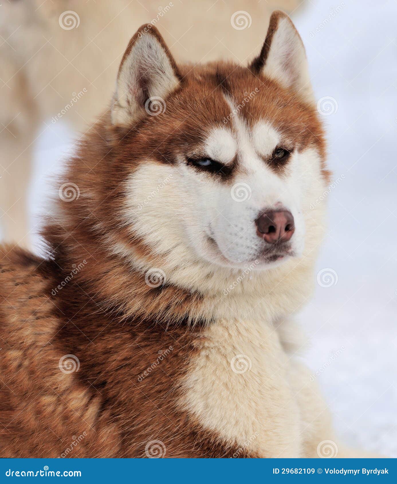 Syberyjskiego husky pies obraz stock. Obraz złożonej z traken - 29682109