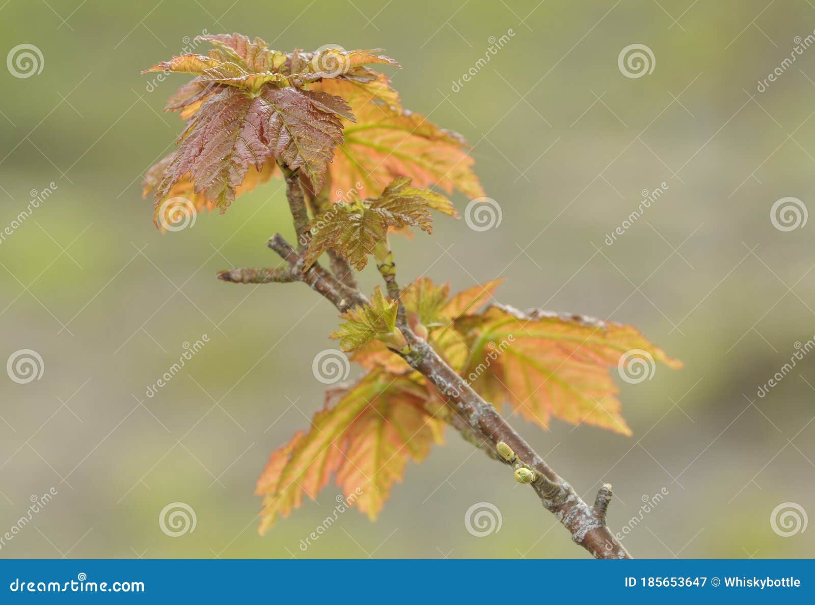 Sycamore stock image. Image of wild, sycamore, pseudoplatanus - 185653647