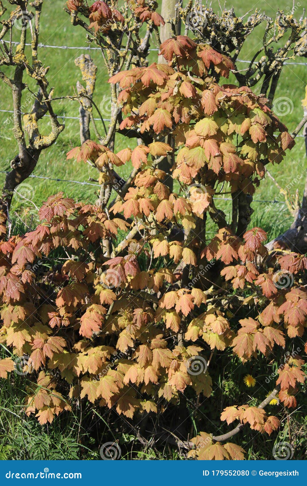 Sycamore & X28;Acer Pseudoplatanus& X29; Tree In Winter With Rainbow ...