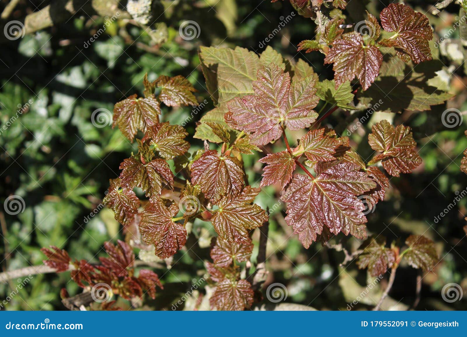 Sycamore & X28;Acer Pseudoplatanus& X29; Tree In Winter With Rainbow ...