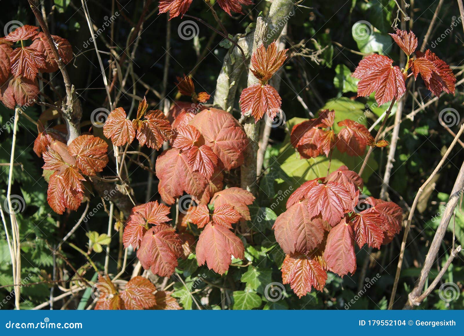 Sycamore & X28;Acer Pseudoplatanus& X29; Tree In Winter With Rainbow ...