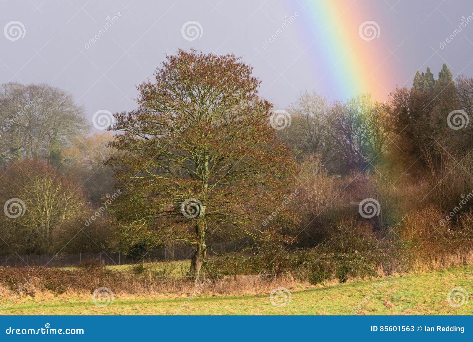 Sycamore & X28;Acer Pseudoplatanus& X29; Tree in Winter with Rainbow ...