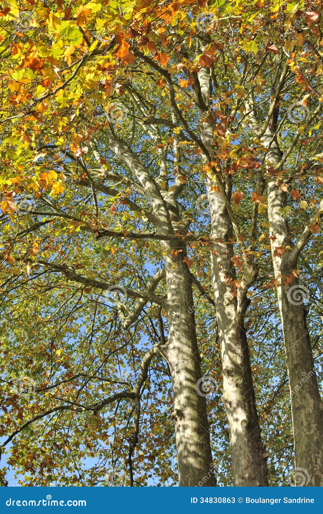 Sycamore in autumn stock image. Image of size, foliage - 34830863