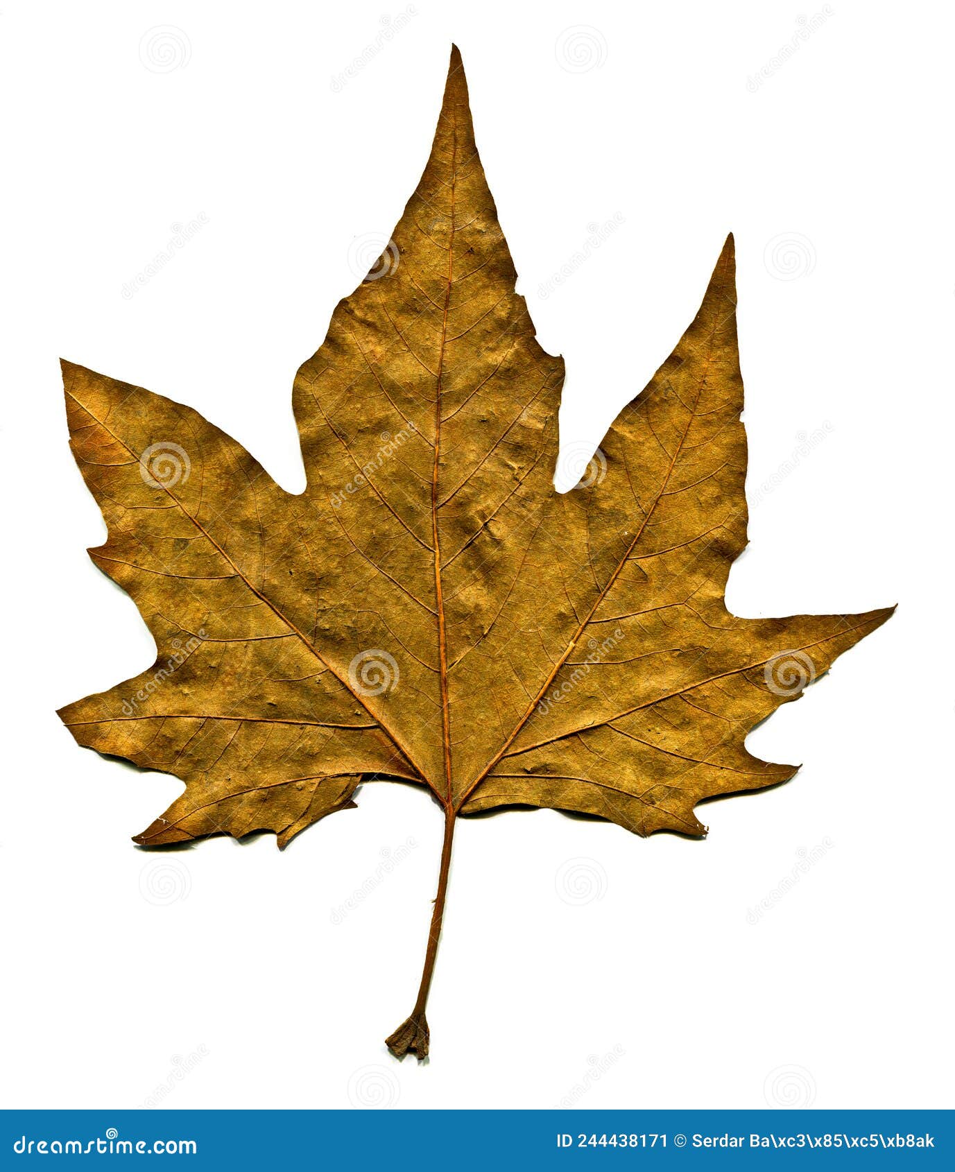 Sycamore Autumn Leaf, Autumn Leaf of Plane Tree Different Colors ...