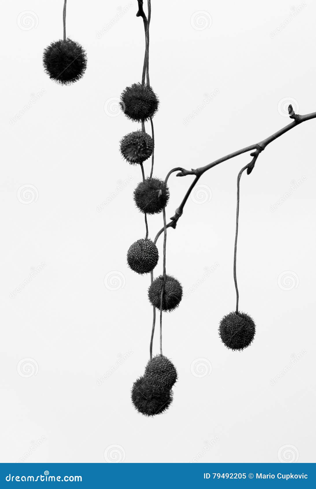 Sycamore balls stock image. Image of maple, ground, autumn - 79492205