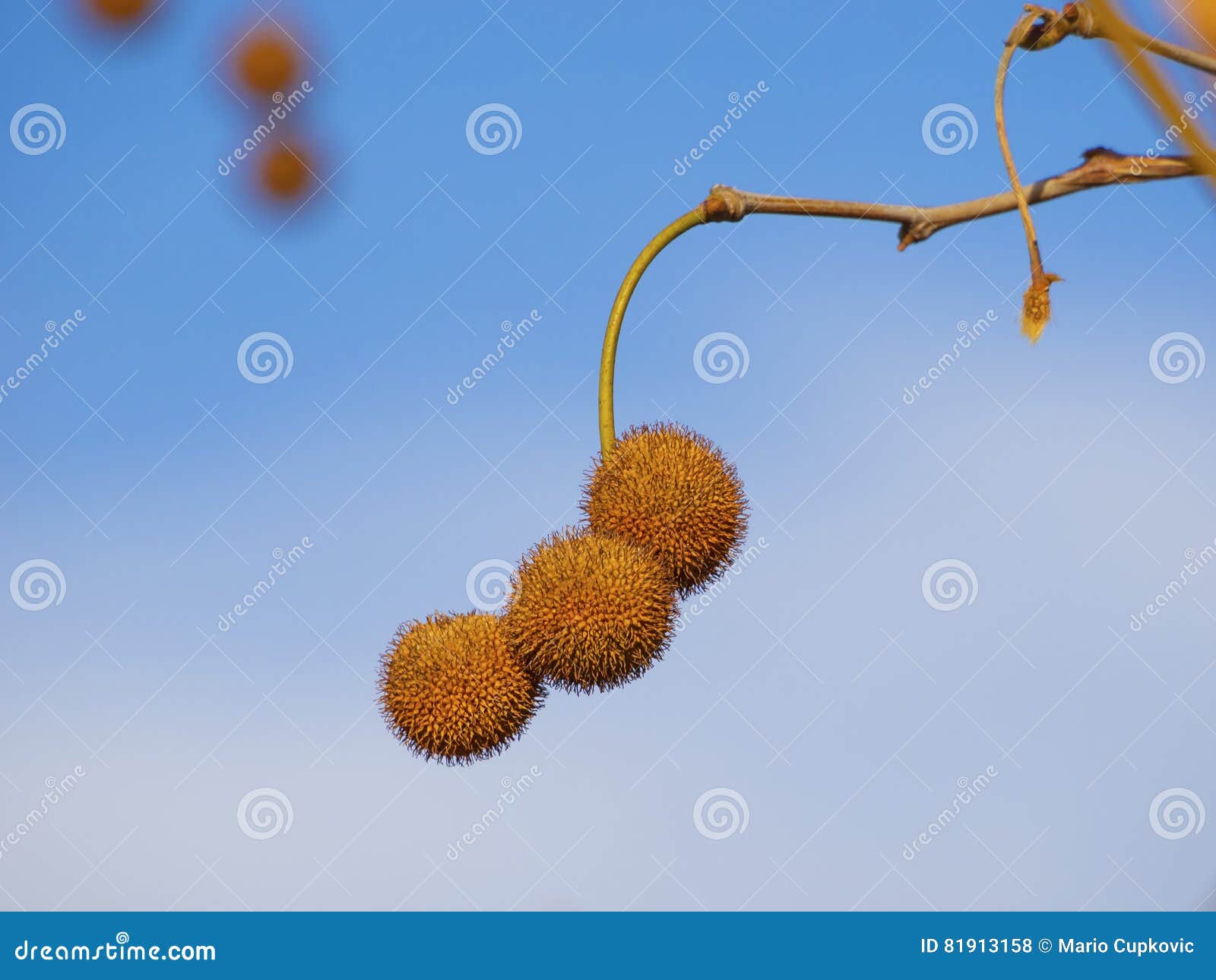 Sycamore balls stock photo. Image of maple, brown, garden - 81913158