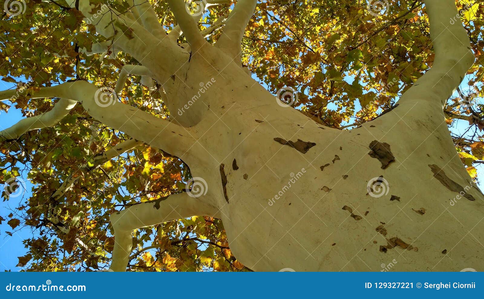 Sycamore Bare Trunk Closeup View with Branches and Fall Foliage Stock ...