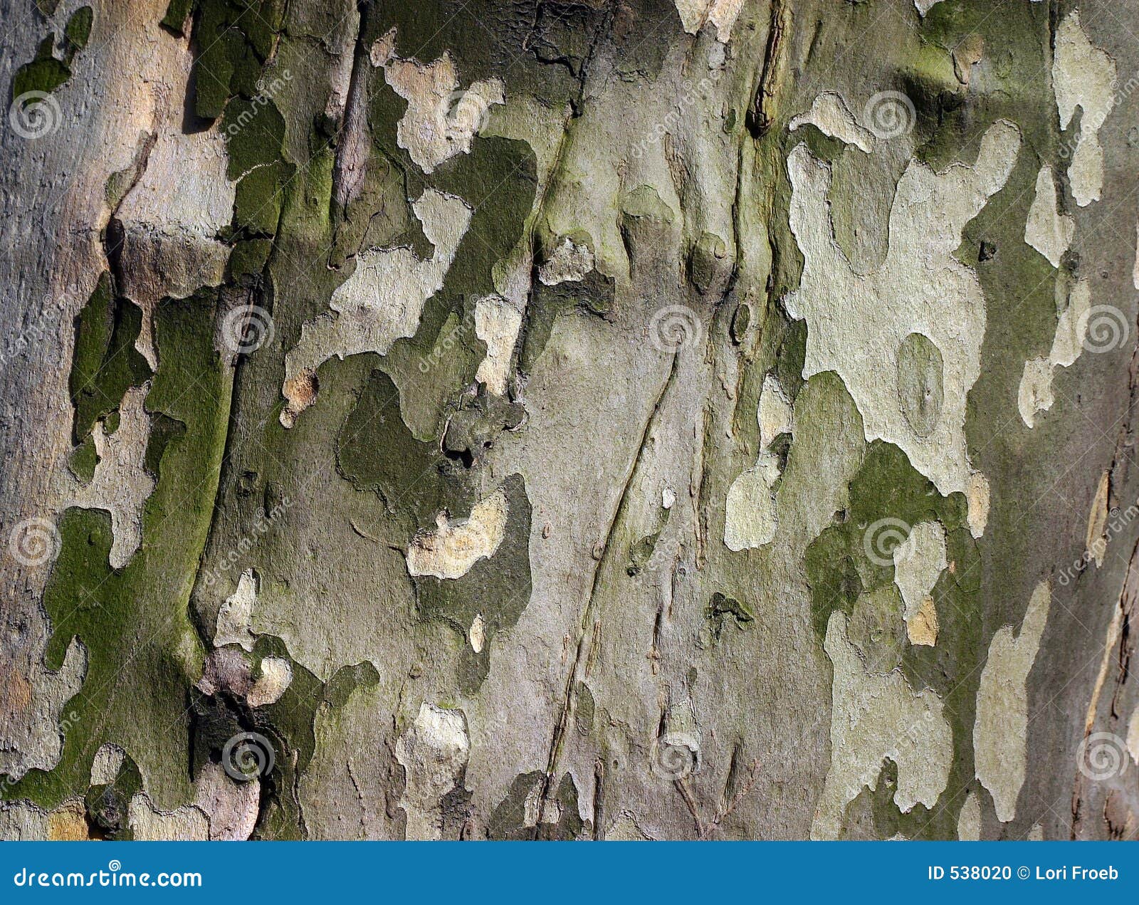 Sycamore Bark stock photo. Image of desktop, tree, bark - 538020
