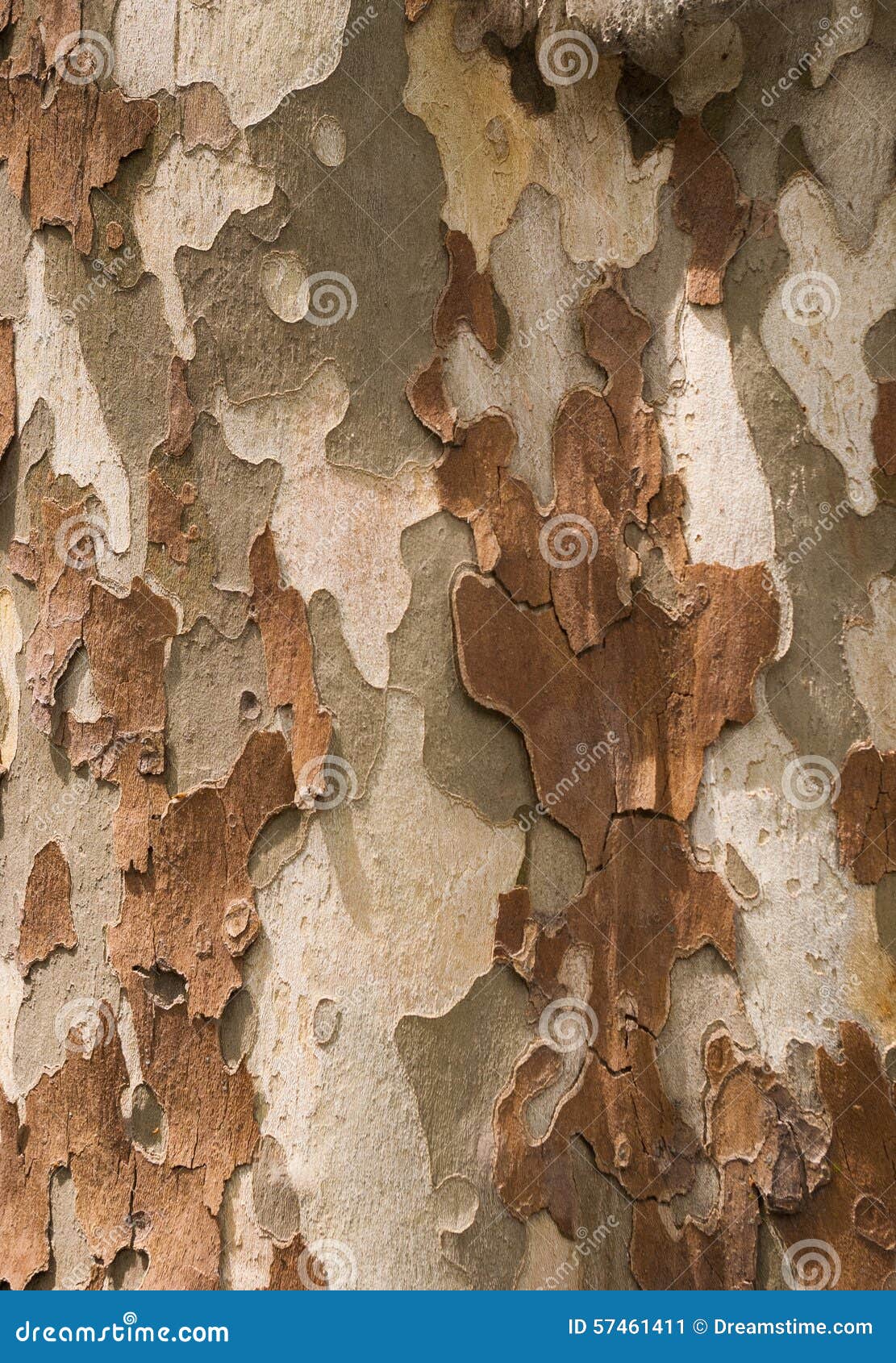 Sycamore bark closeup stock image. Image of rust, bark - 57461411