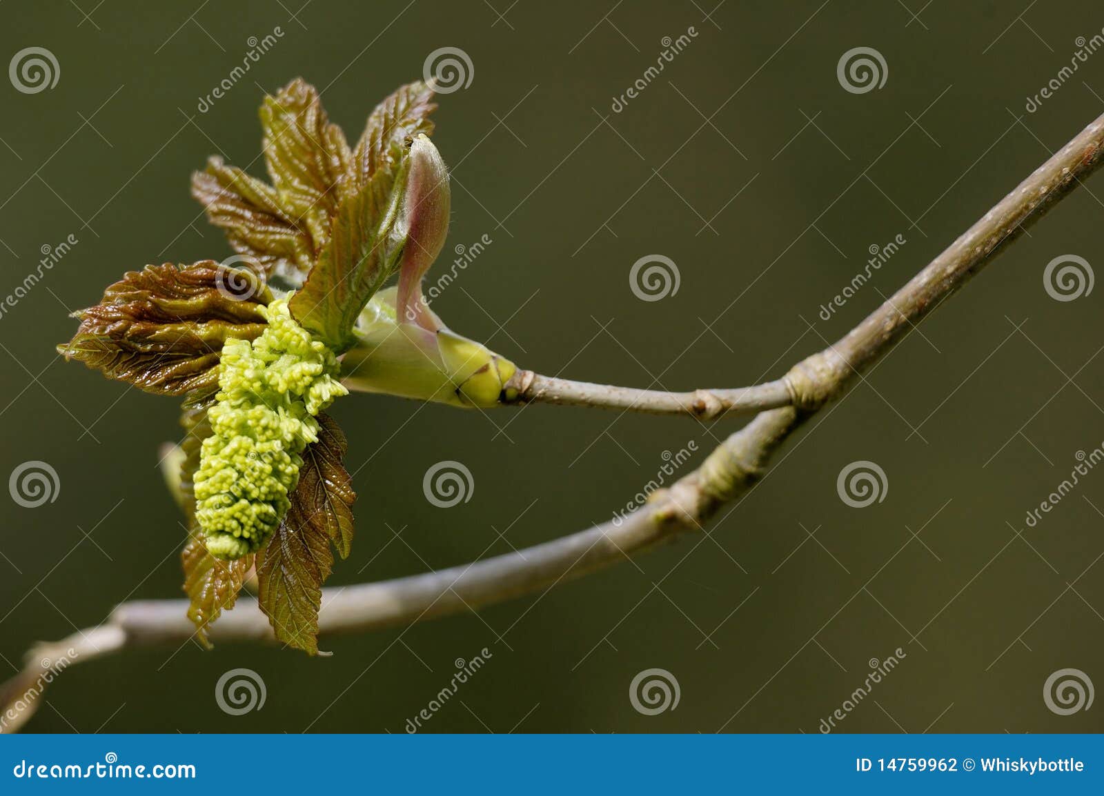 Sycamore Flower - Acer Pseudoplatanus Stock Photo - Image of maple ...