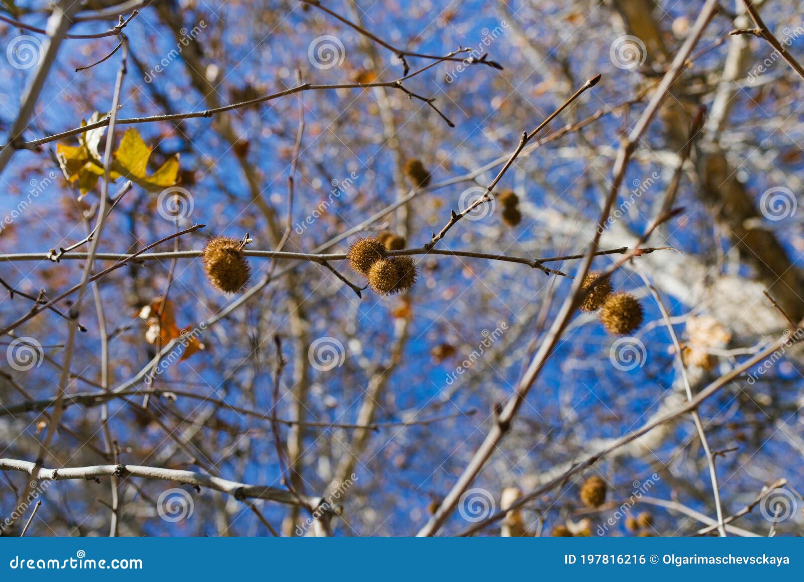 Sycamore Fruit on a Tree Branch in Autumn Stock Photo - Image of green ...