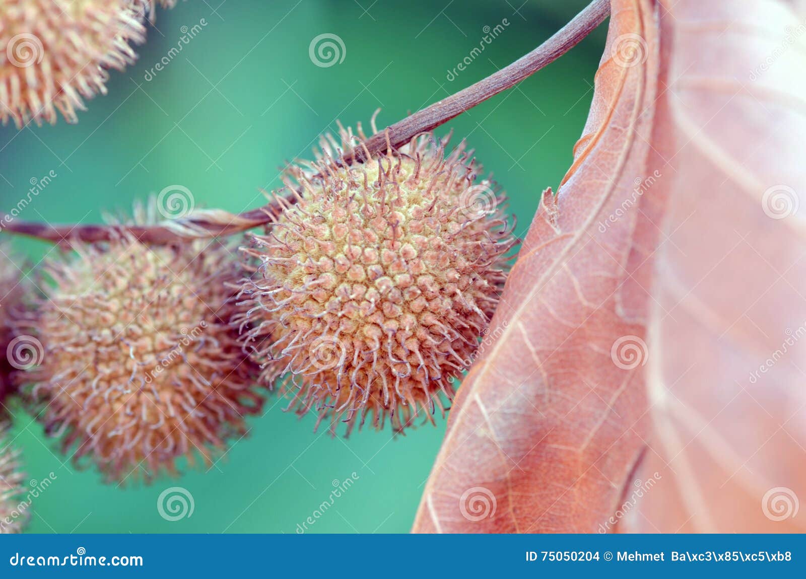 Sycamore fruits stock photo. Image of ball, fruit, nature - 75050204