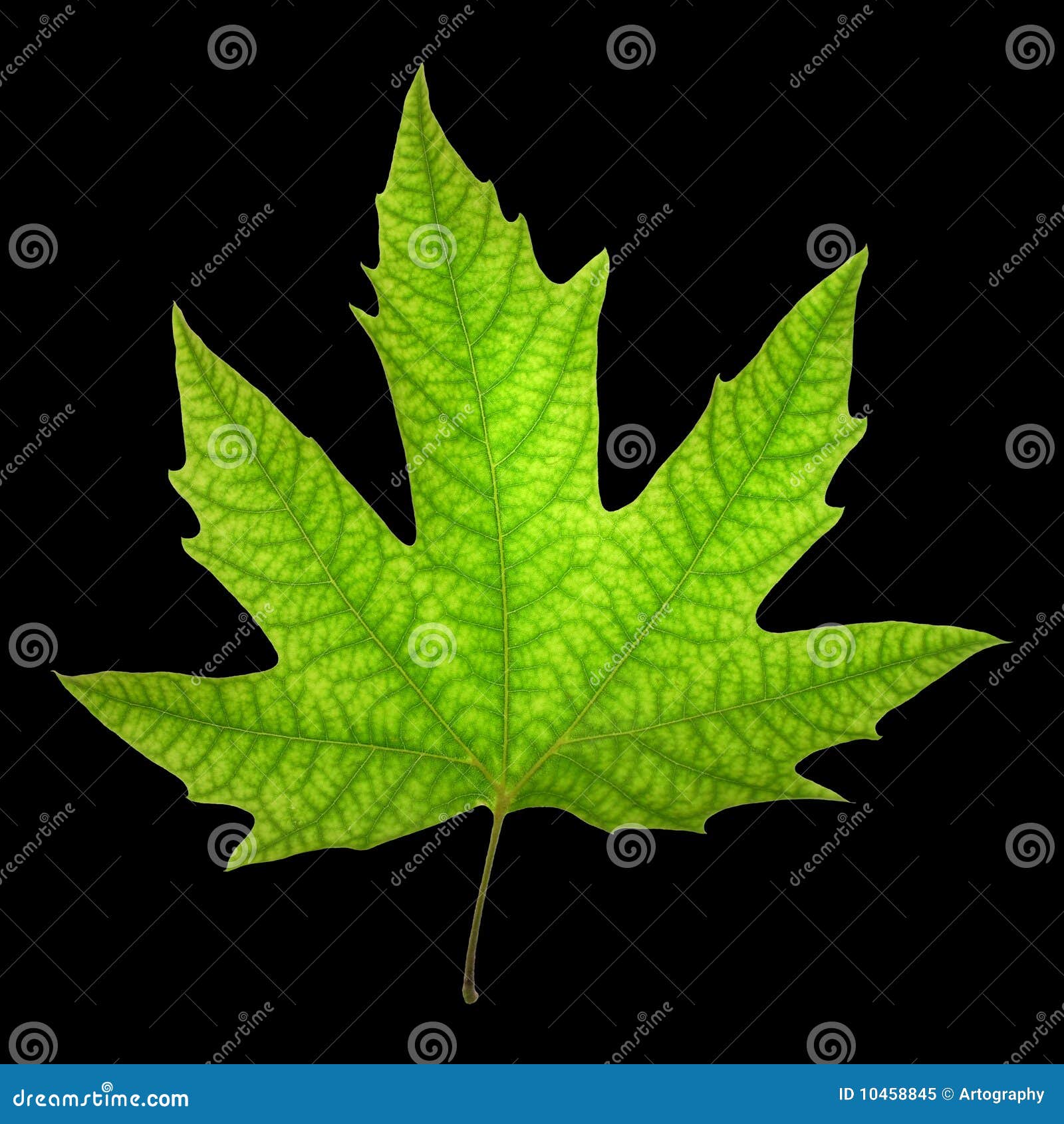 Sycamore leaf stock image. Image of green, path, plant - 10458845