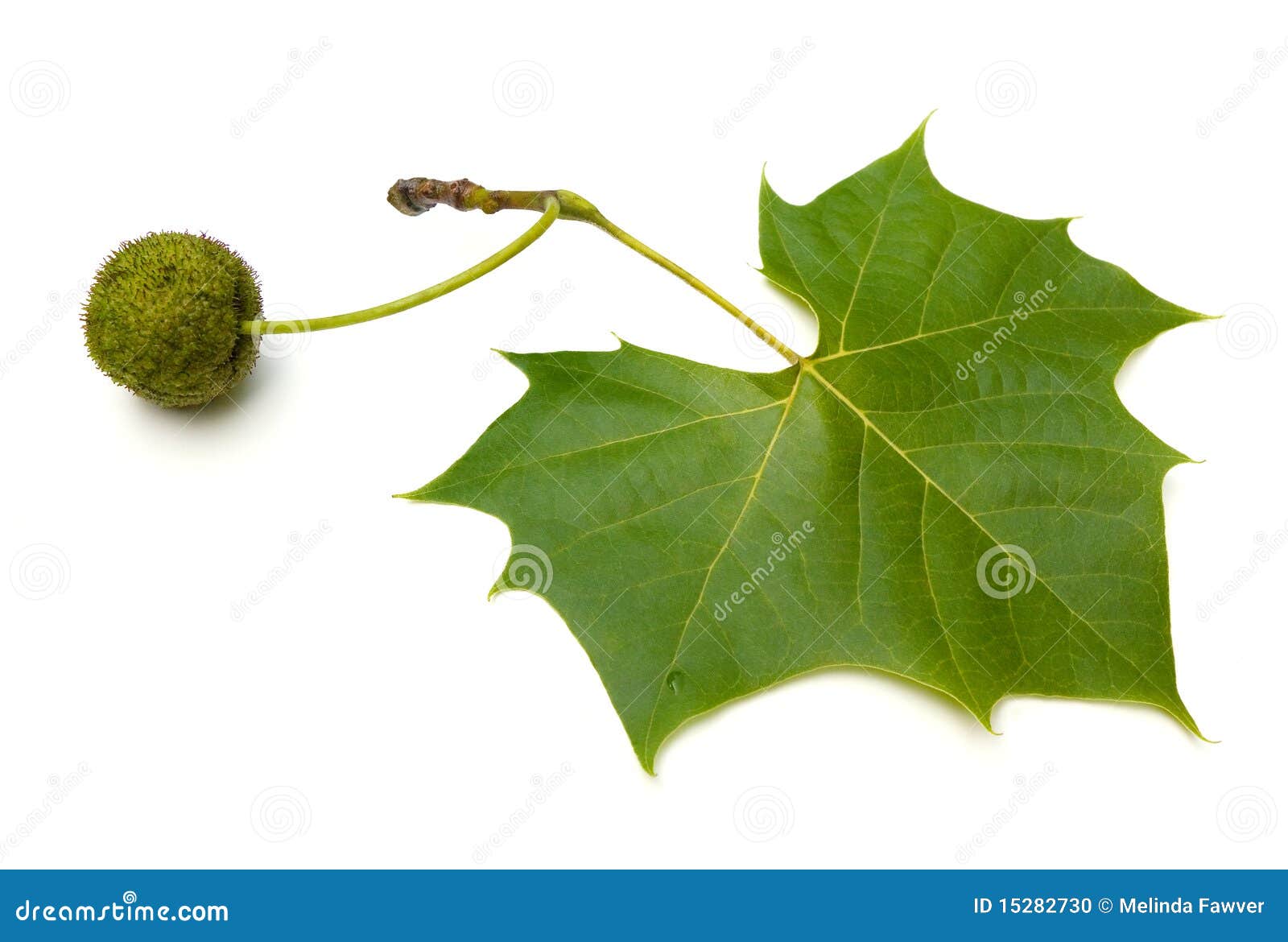 Sycamore Leaf stock photo. Image of nature, flower, tree - 15282730