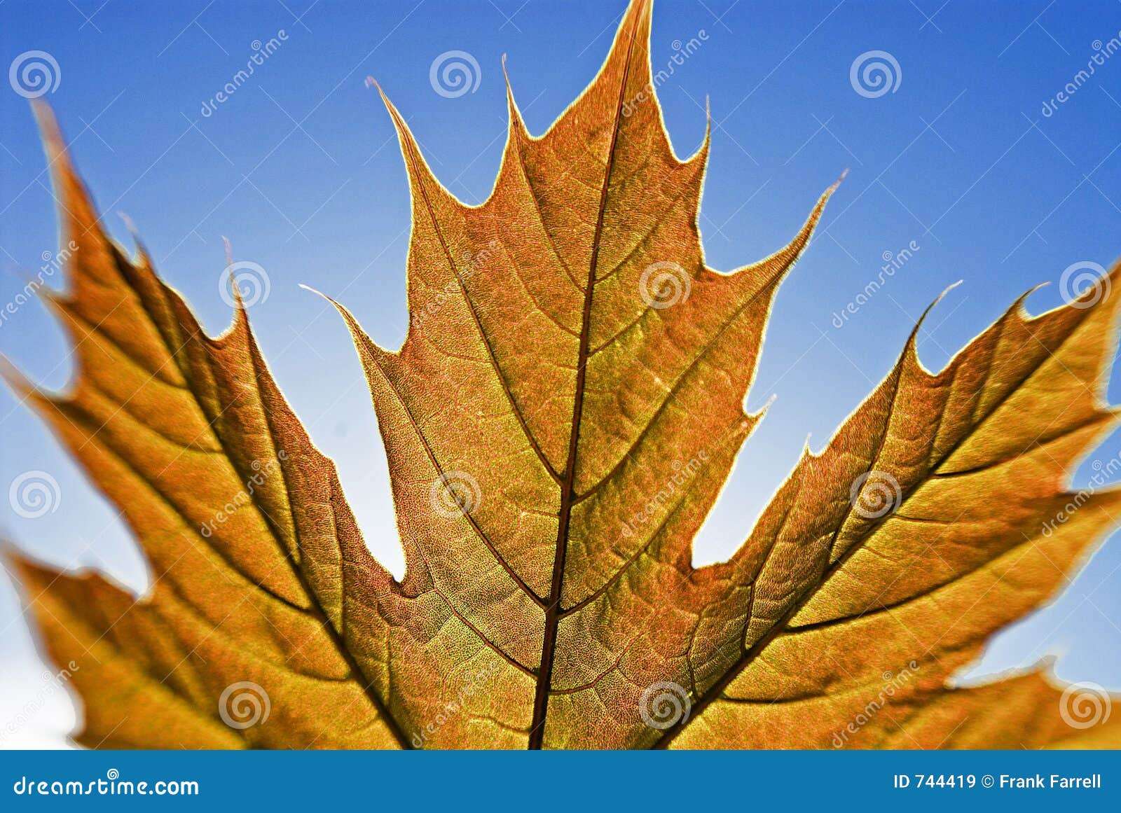 Sycamore Leaf stock image. Image of closeup, life, pure - 744419