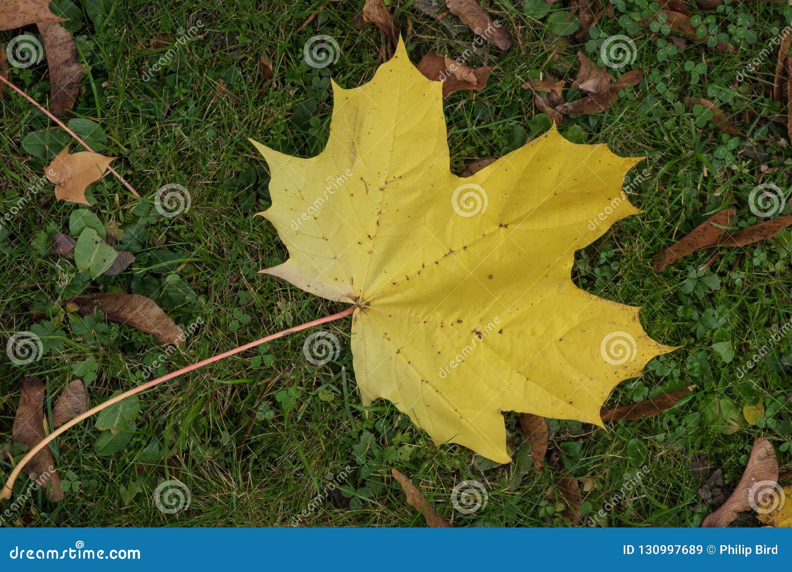 Sycamore Leaf on the Ground in Autumn in East Grinstead Stock Image ...
