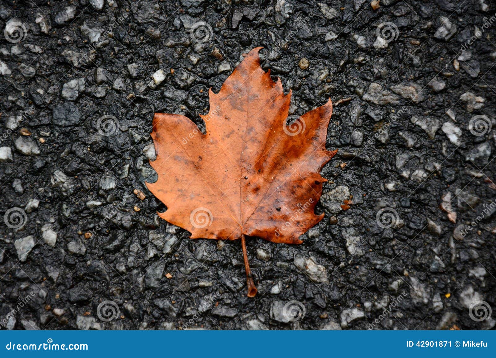 Sycamore leaf stock image. Image of close, deciduous - 42901871