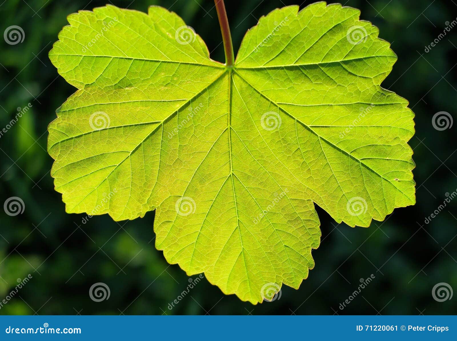 Sycamore Leaf. Set In Different Color Shades Royalty-Free Stock Photo ...