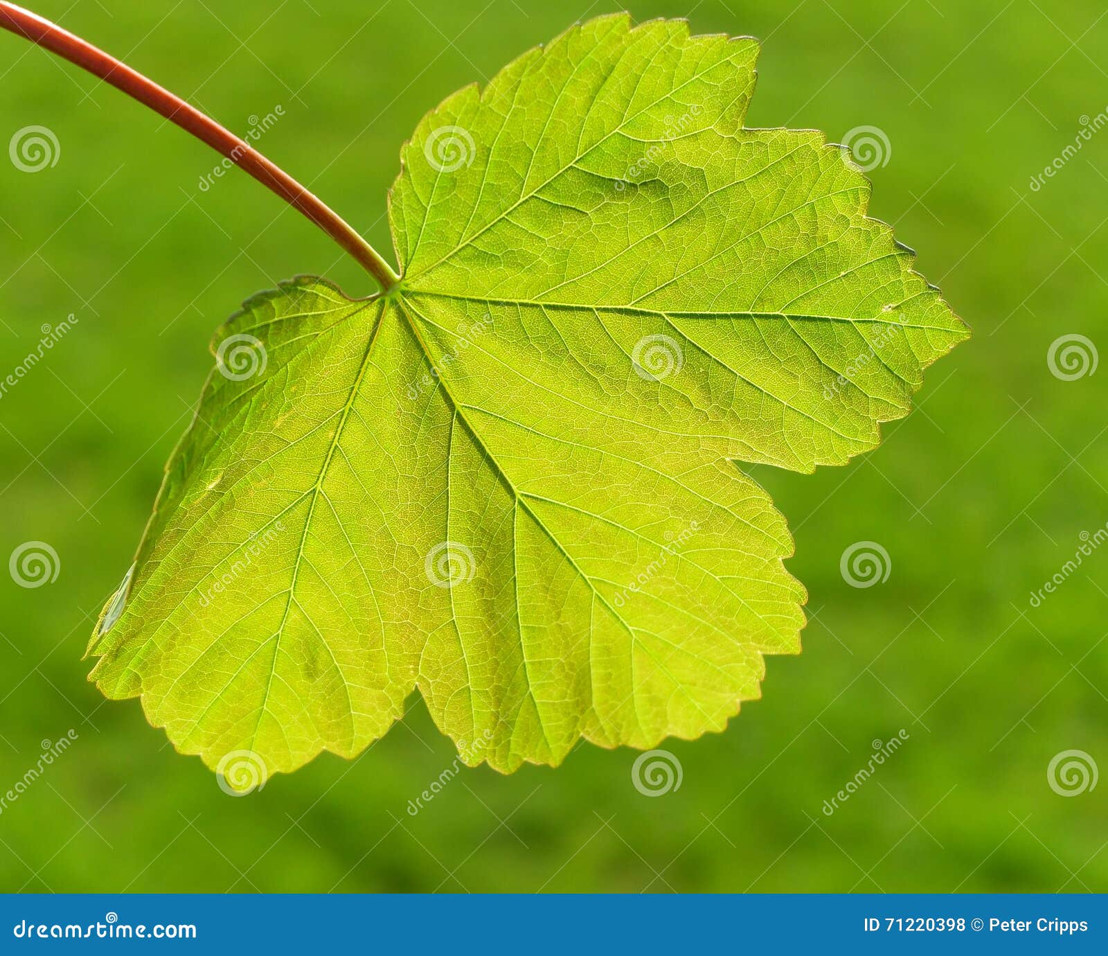 Sycamore leaf stock photo. Image of single, leaf, fresh - 71220398