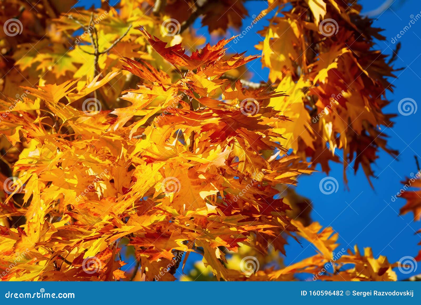 Sycamore leaves in autumn stock photo. Image of anthesis - 160596482