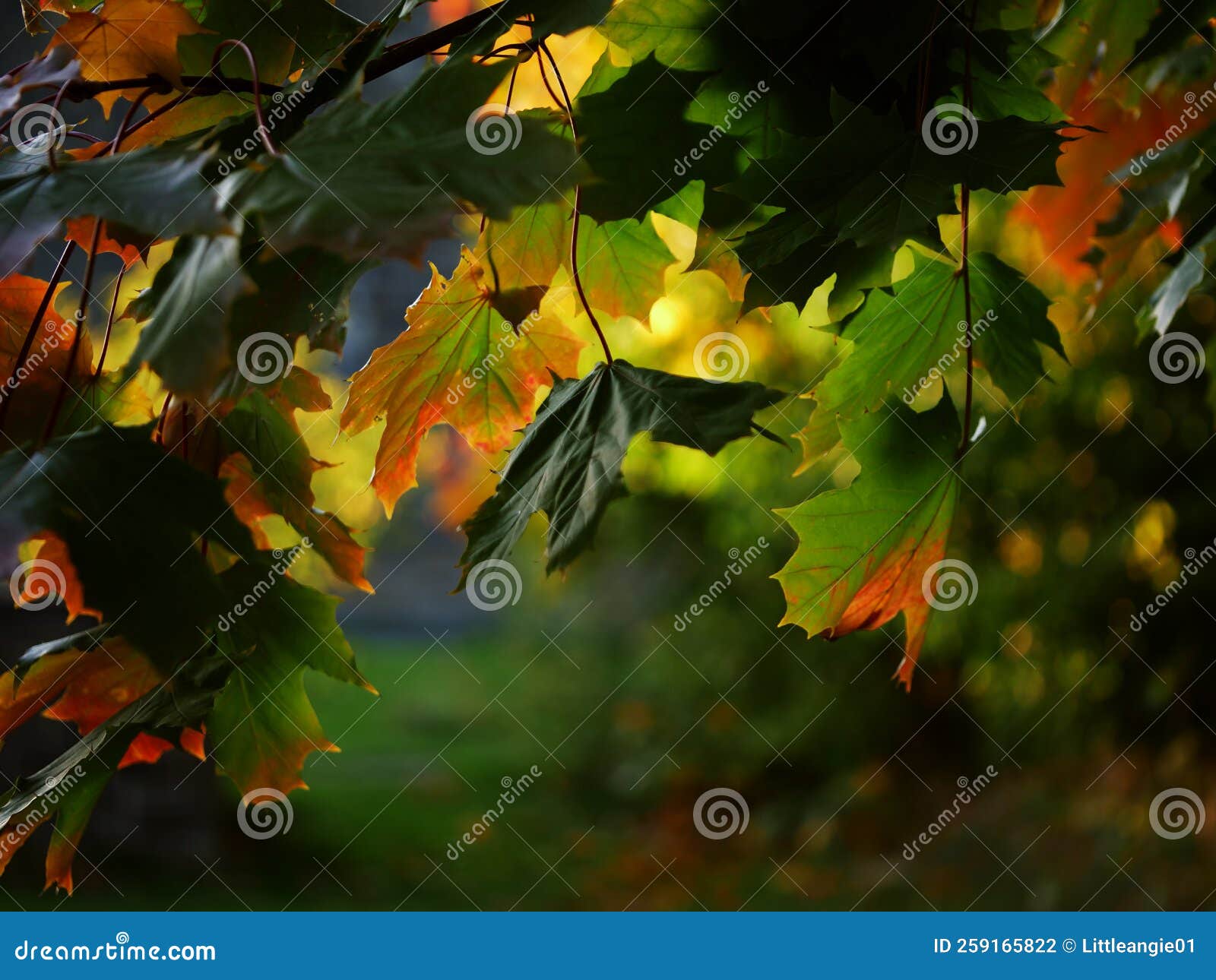 Sycamore Leaves Changing Color in Autumn Medium Shot Stock Photo ...