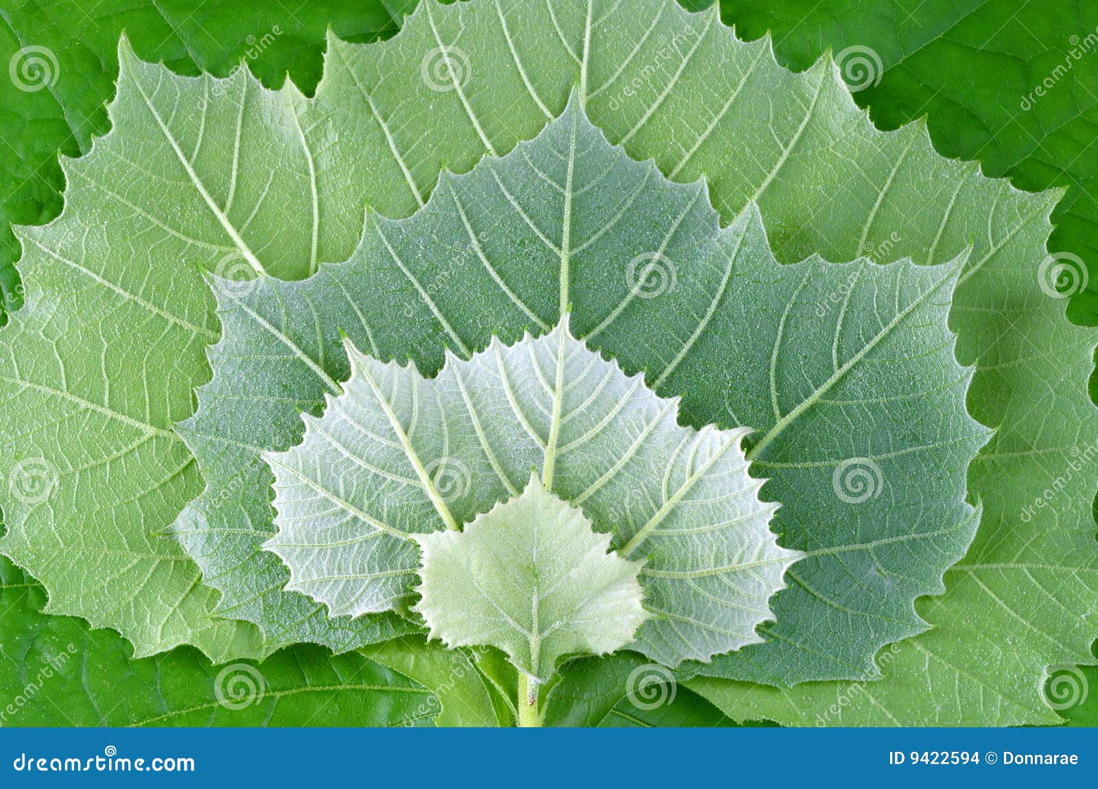 Sycamore leaves design stock photo. Image of fragility - 9422594