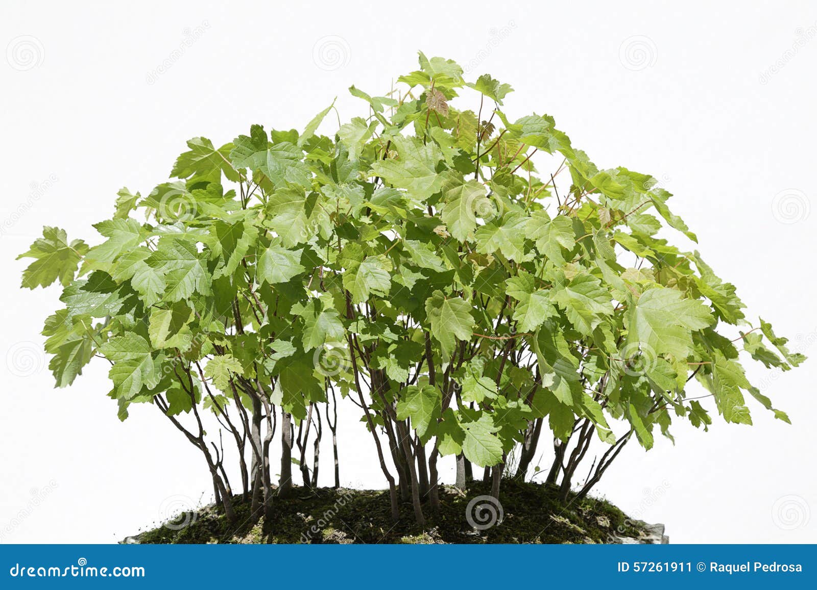 Sycamore Maple (Acer Pseudoplatanus) Bonsai Stock Image - Image of ...