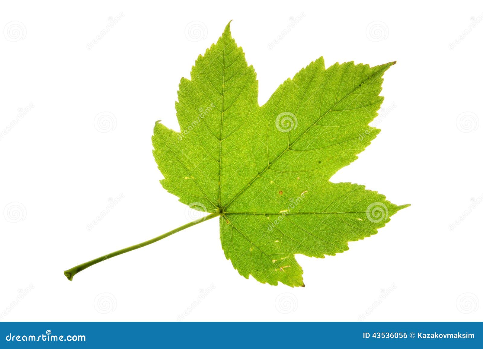 Sycamore Maple (Acer Pseudoplatanus) Leaf Isolated Stock Photo - Image ...