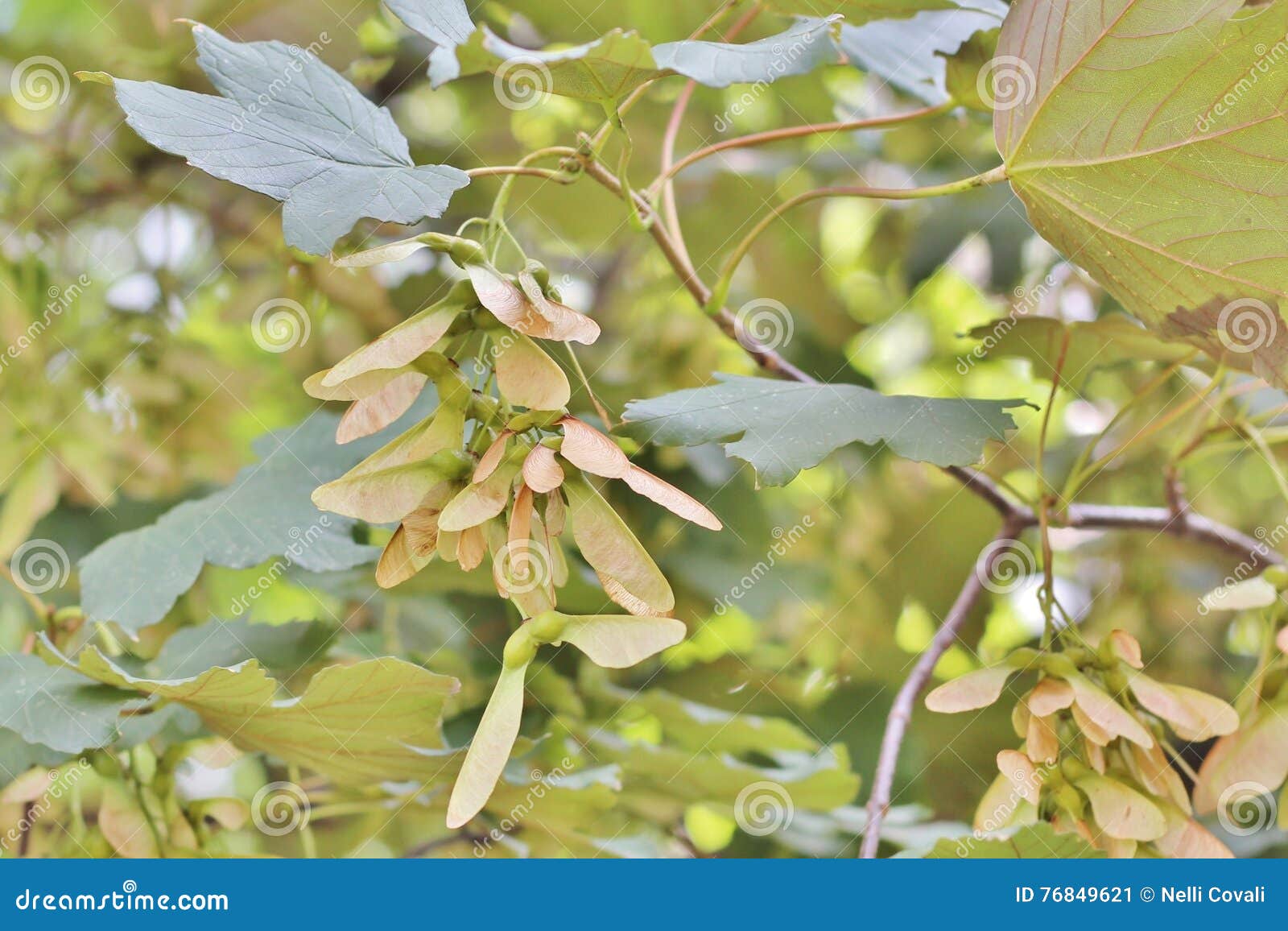Sycamore maple fruits stock image. Image of bunch, branch - 76849621