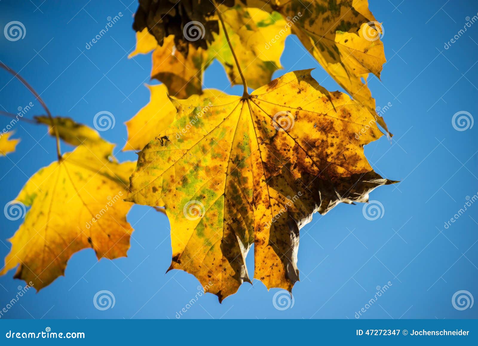 Sycamore Maple Leaf in Autumn Stock Image - Image of background, golden ...
