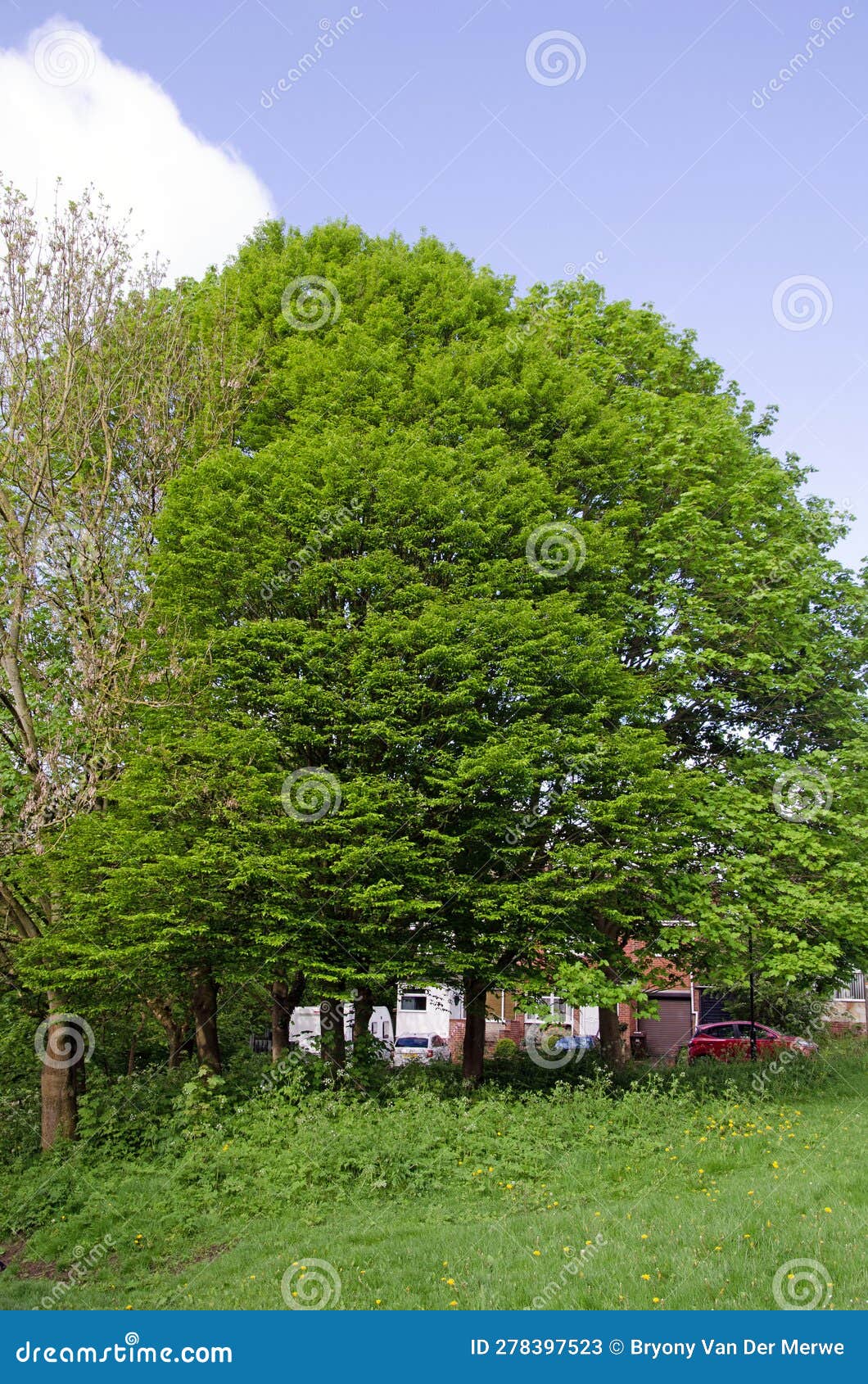 Sycamore Maple Tree Acer Pseudoplatanus Stock Image Image Of Spring Maple 278397523