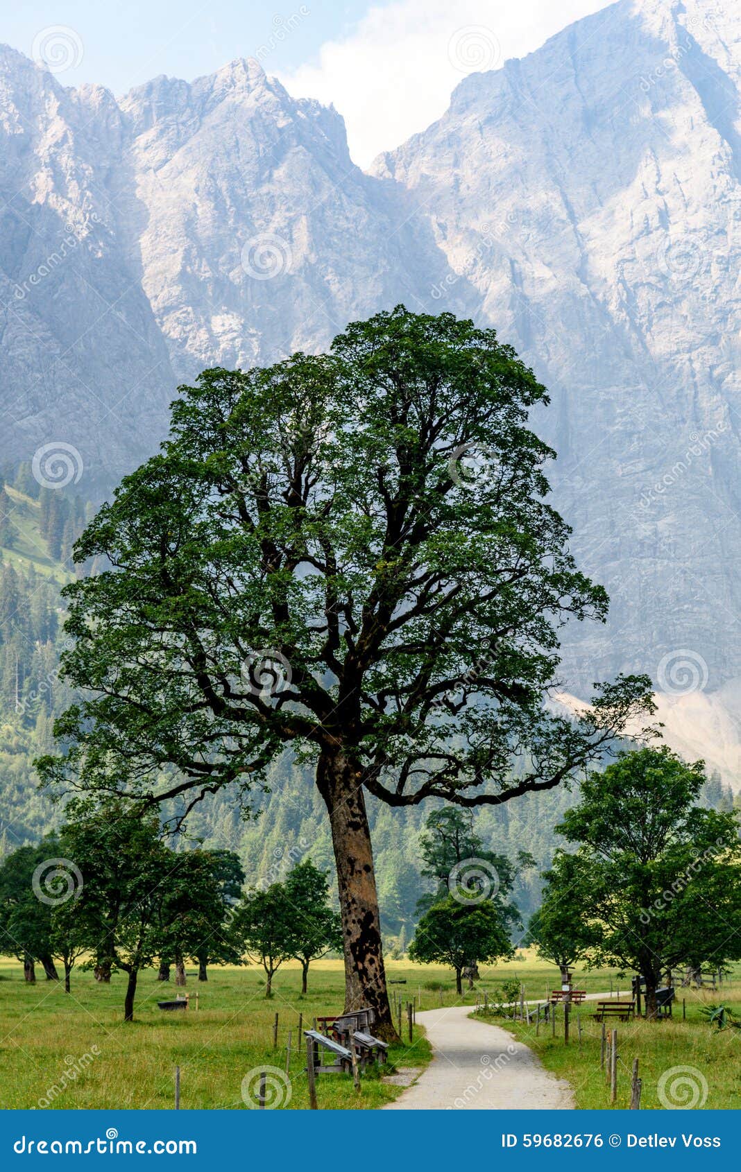 Sycamore maple stock photo. Image of huge, recreation - 59682676