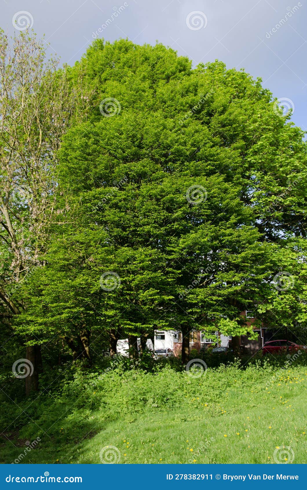 Sycamore Maple Tree. Acer Pseudoplatanus Stock Image - Image of ...